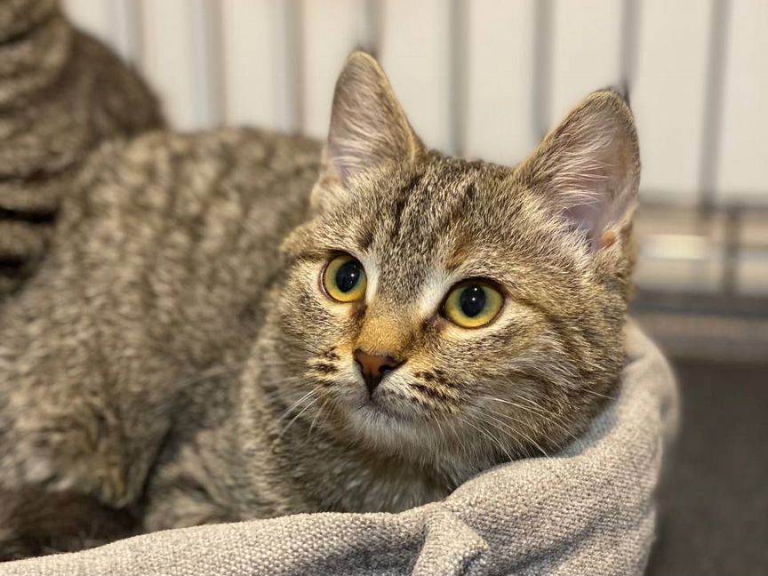 Сладкая Ватрушка котёнок девочка бесплатно