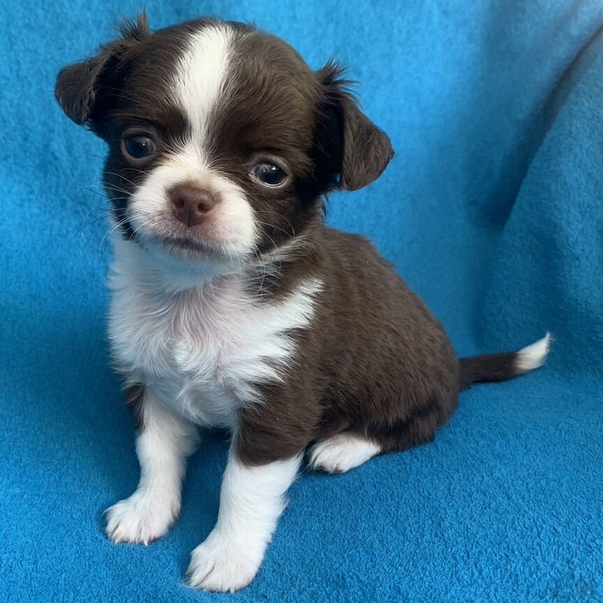 Чихуахуа длинношерстный кобелек