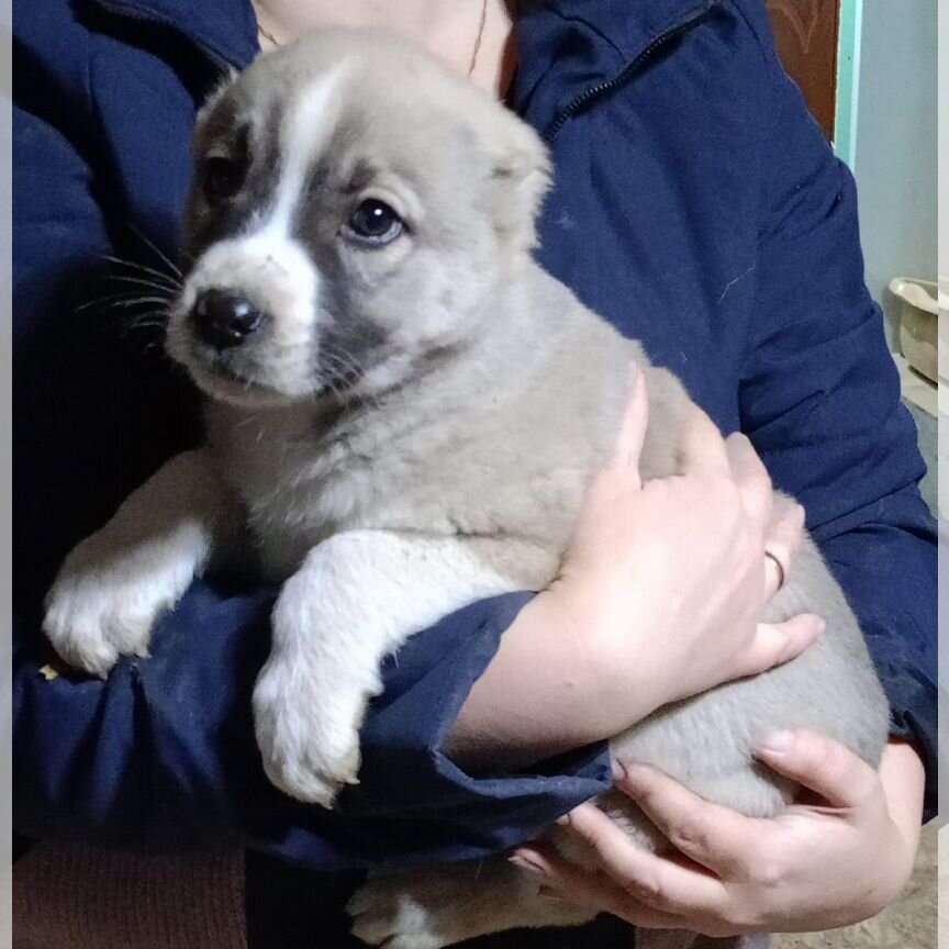 Среднеазиатская овчарка, щенок