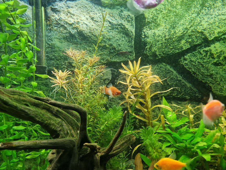 Меченосец (самец)