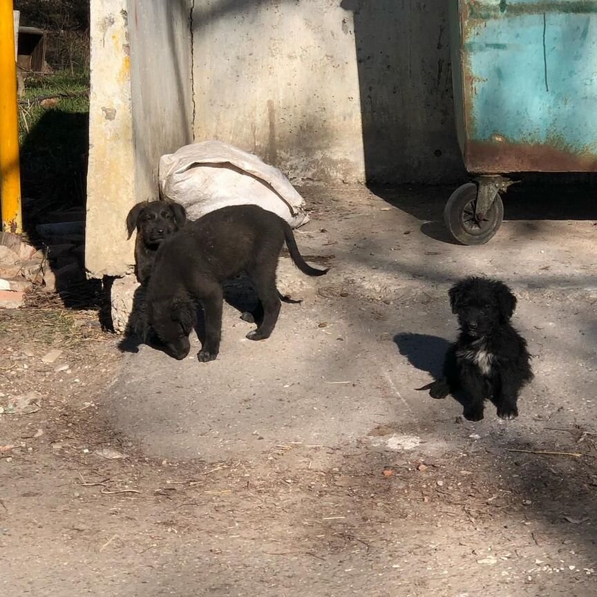 Щенки на помойке