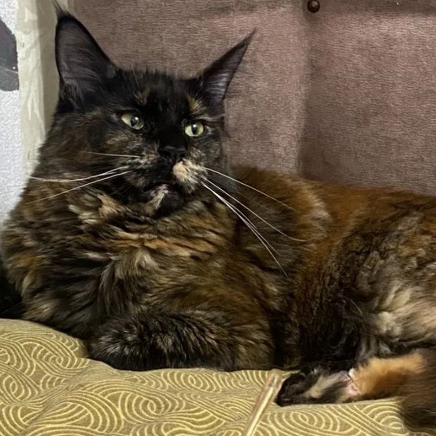 Мейн-кун, взрослая кошка