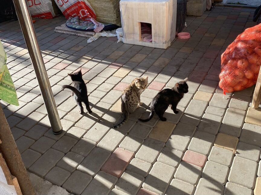 Котята в добрые руки бесплатно