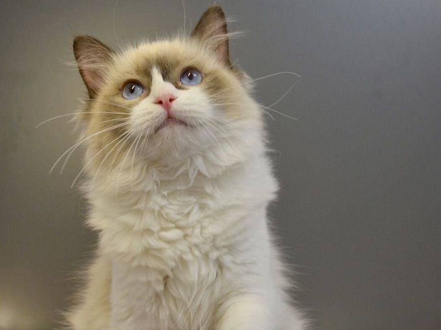 Милая девочка, ласкуша и тихоня регдолл