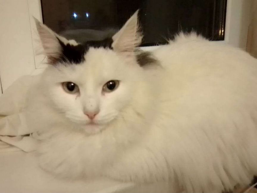 Кошечка в добрые руки