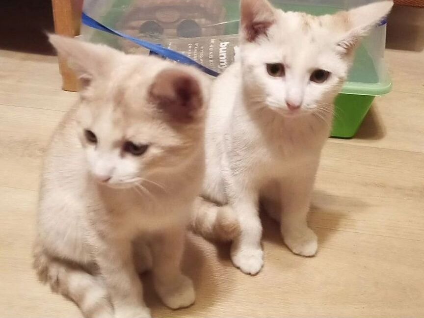 Котятки братишки Рыжик и Кремик в добрые руки