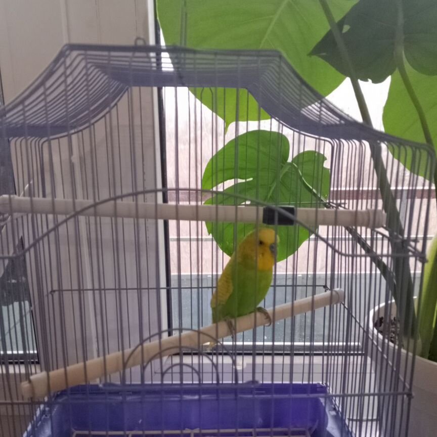 Волнистый попугай