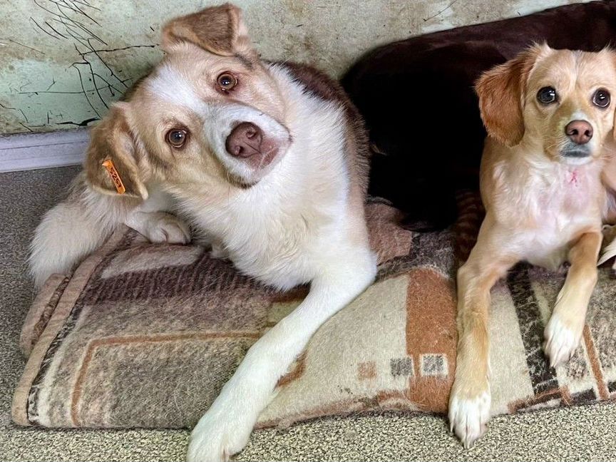 Собачка без лапки в поисках дома