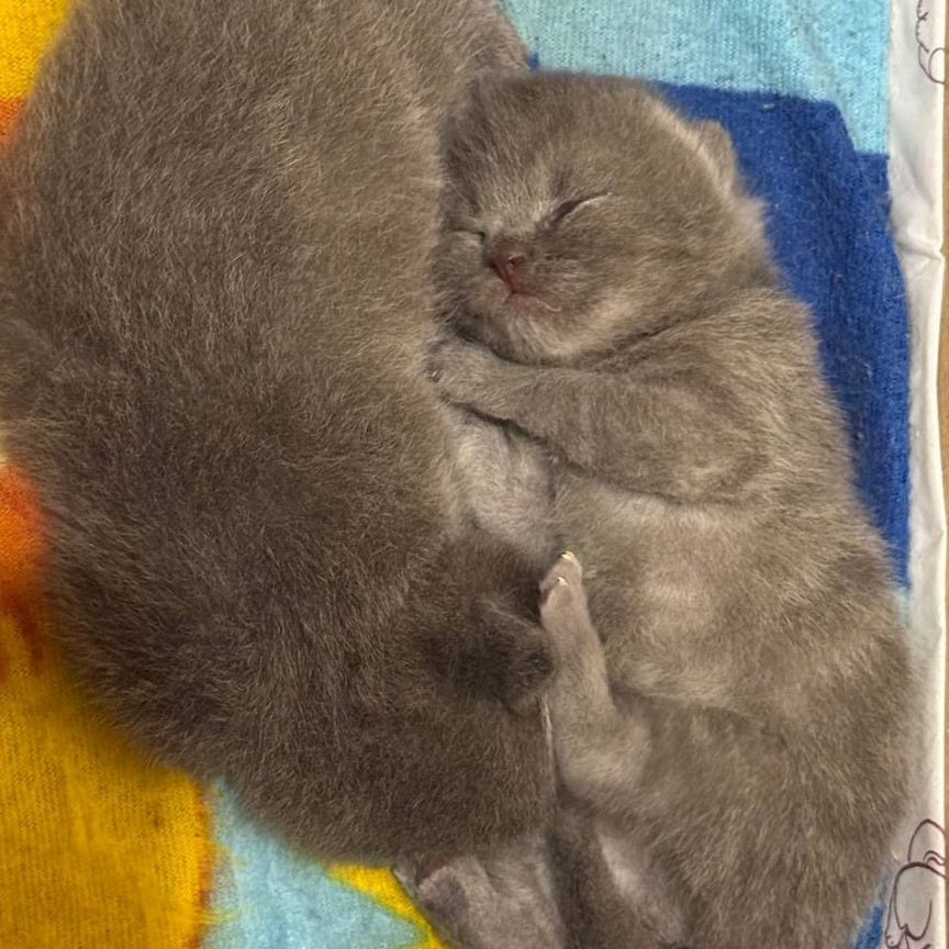 Шотландские котята