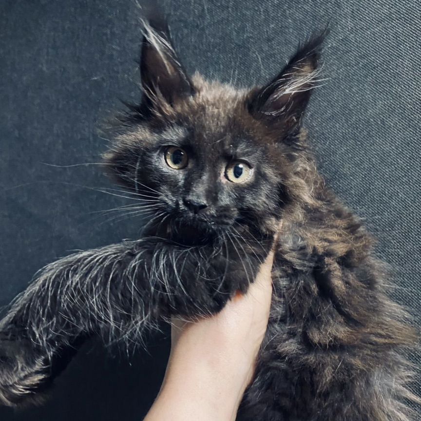 Мейн-кун черный