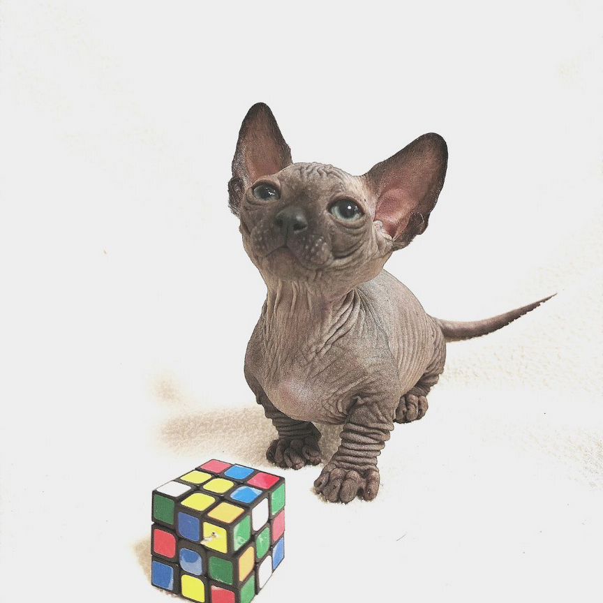 Котенок Гаф бамбино