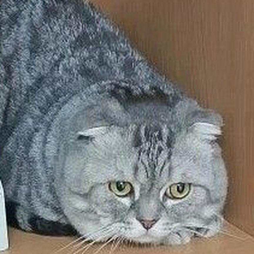 Шотландский вислоухий короткошёрстный, взрослый кот