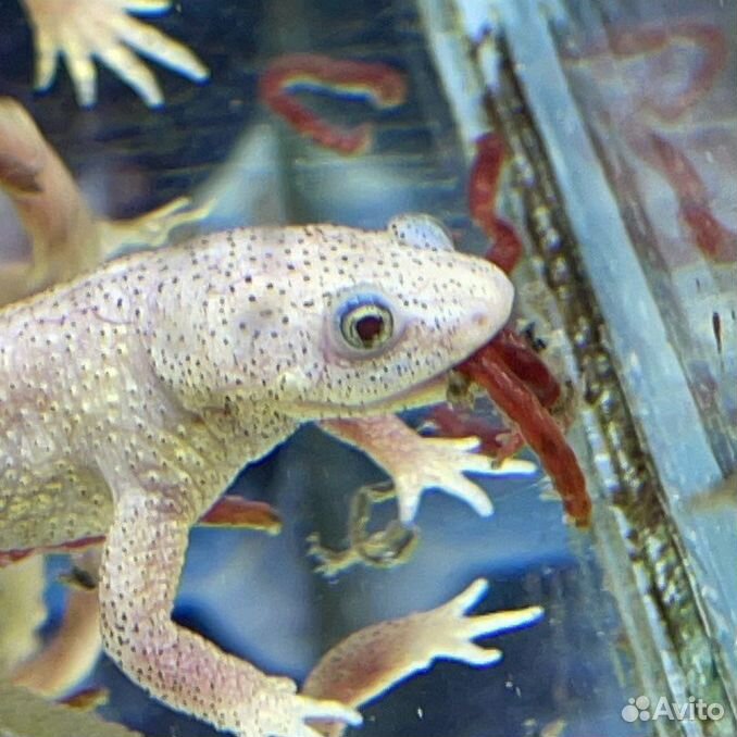 Иглистый тритон