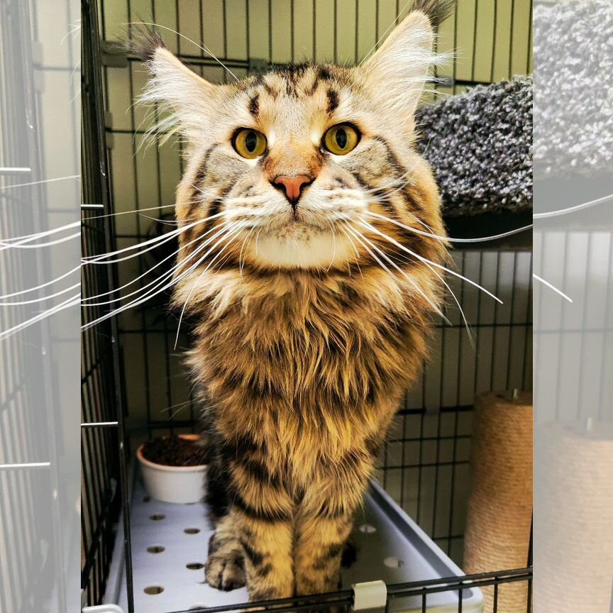 Мейн-кун, взрослый кот из приюта