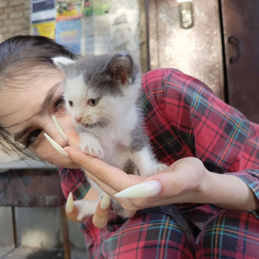 Кот дворняжка