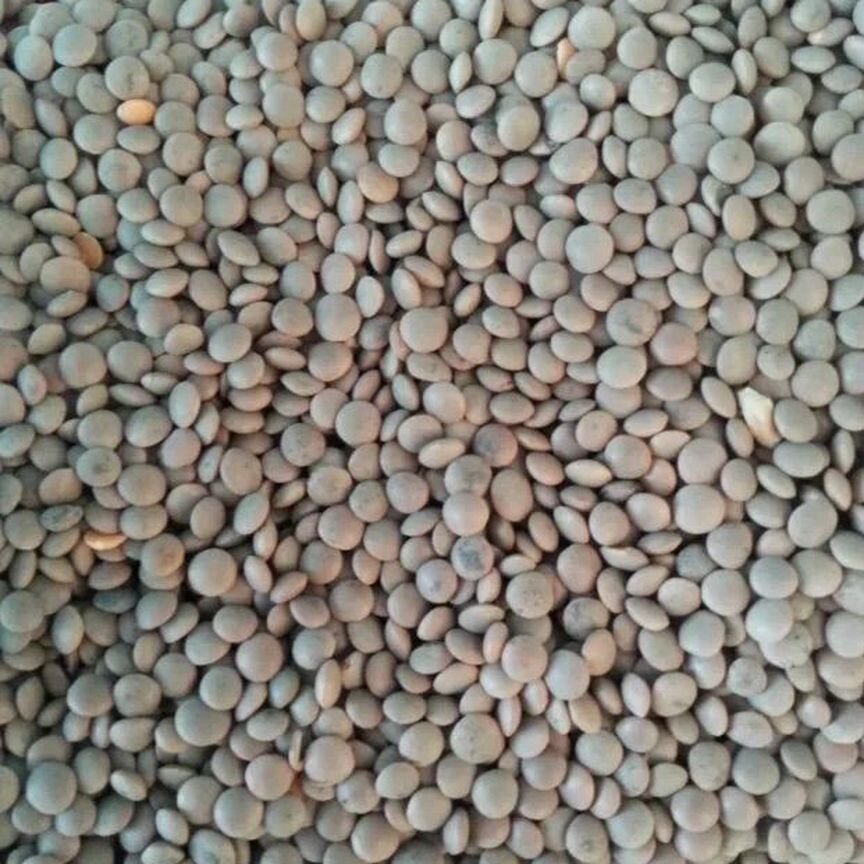 Чечевица красная продается 23 тонны