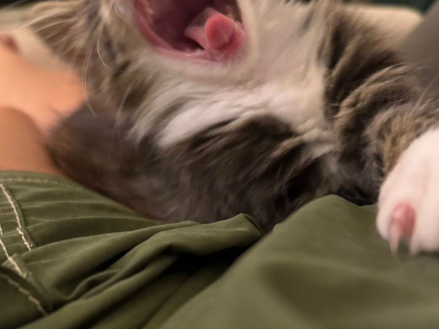 Котенок 3 месяца, мальчик