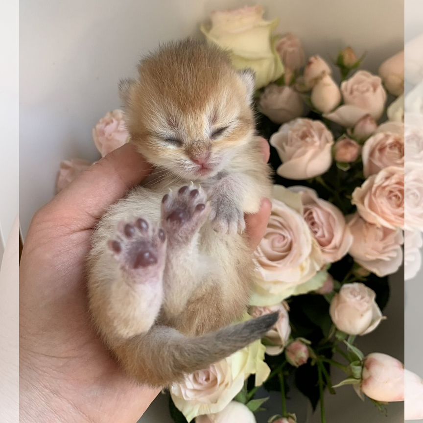 Британские котятки