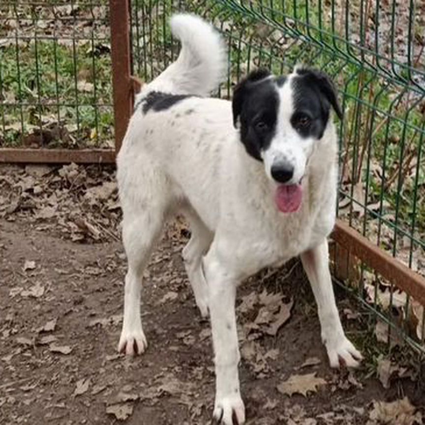 Взрослая собака в добрые руки