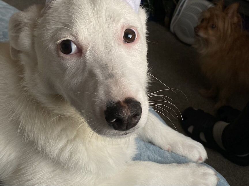 Собака в добрые руки щенок