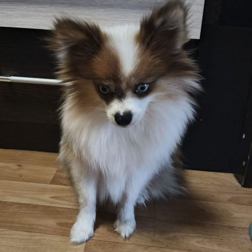 Немецкий шпиц, щенок