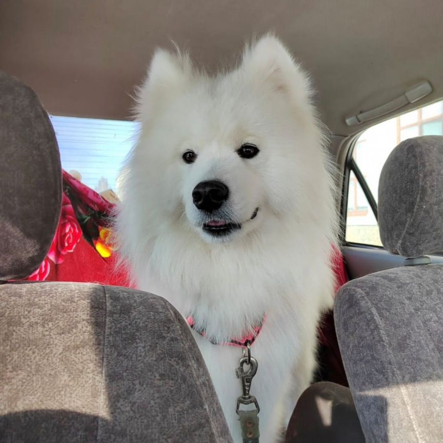 Самоед в добрые руки