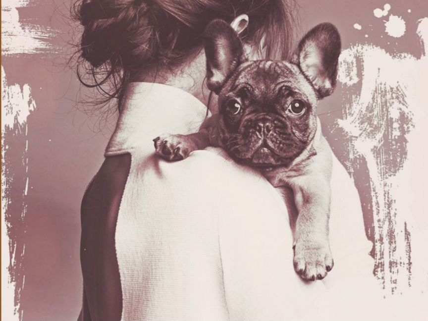 Французский бульдог отдам в добрые руки