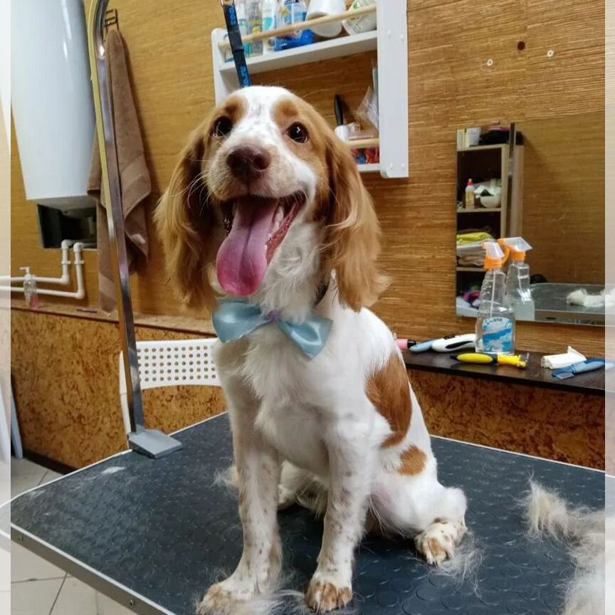 Русский охотничий спаниель, щенок