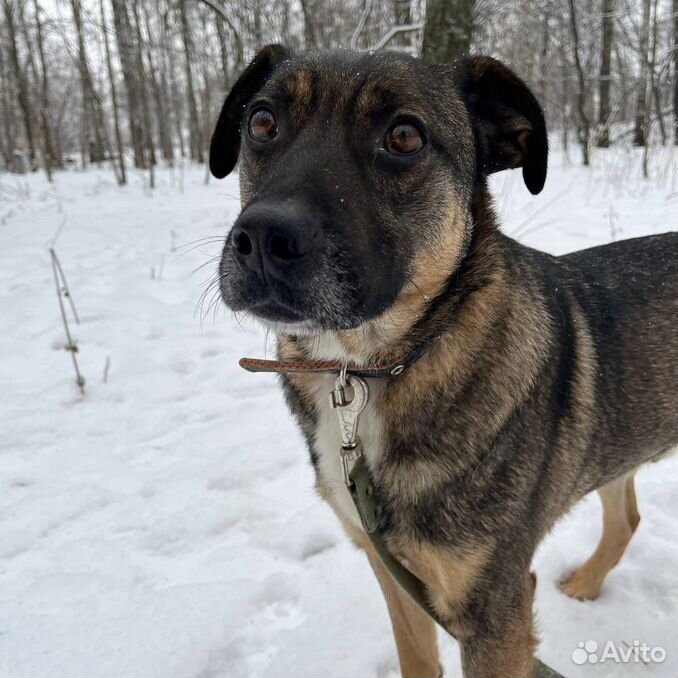 Добби - чудесный молодой пес