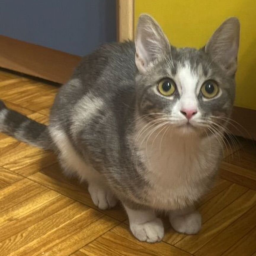 Кошку в добрые руки