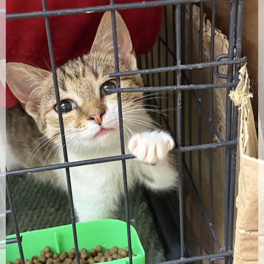 Котёнок в добрые руки