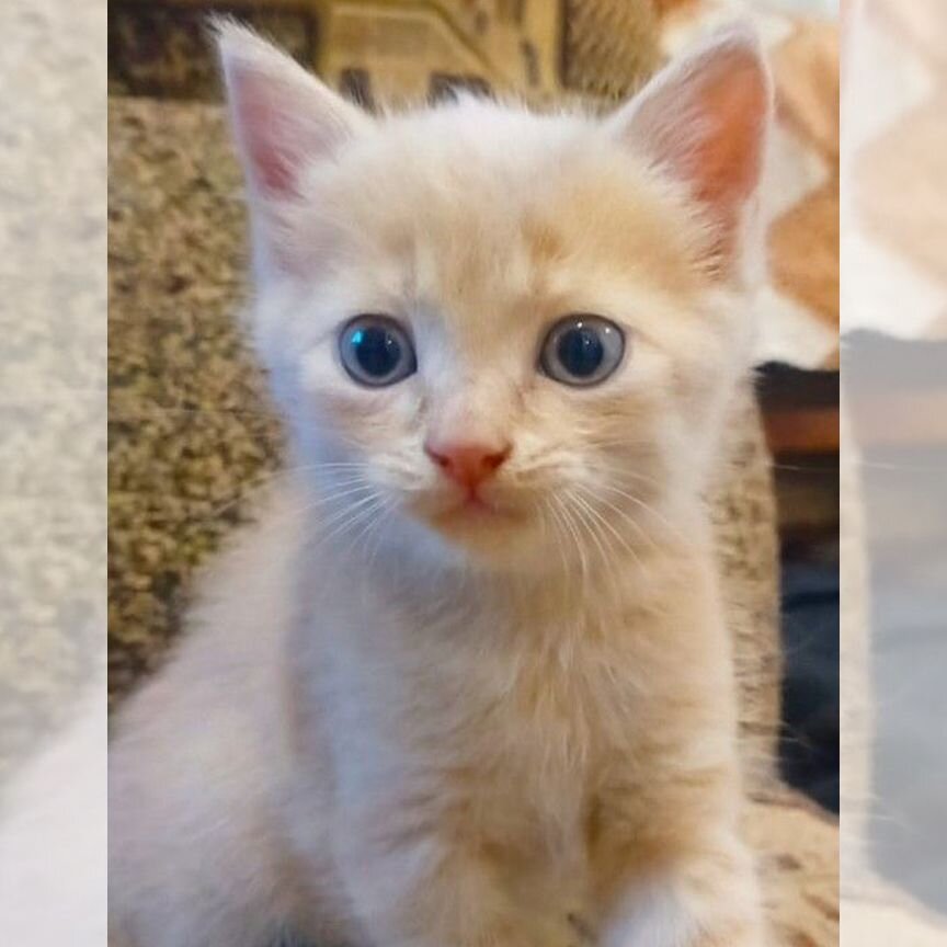 Котик