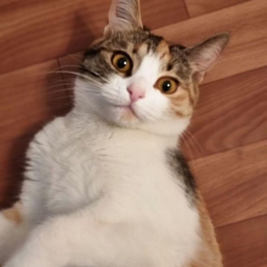 Кошка