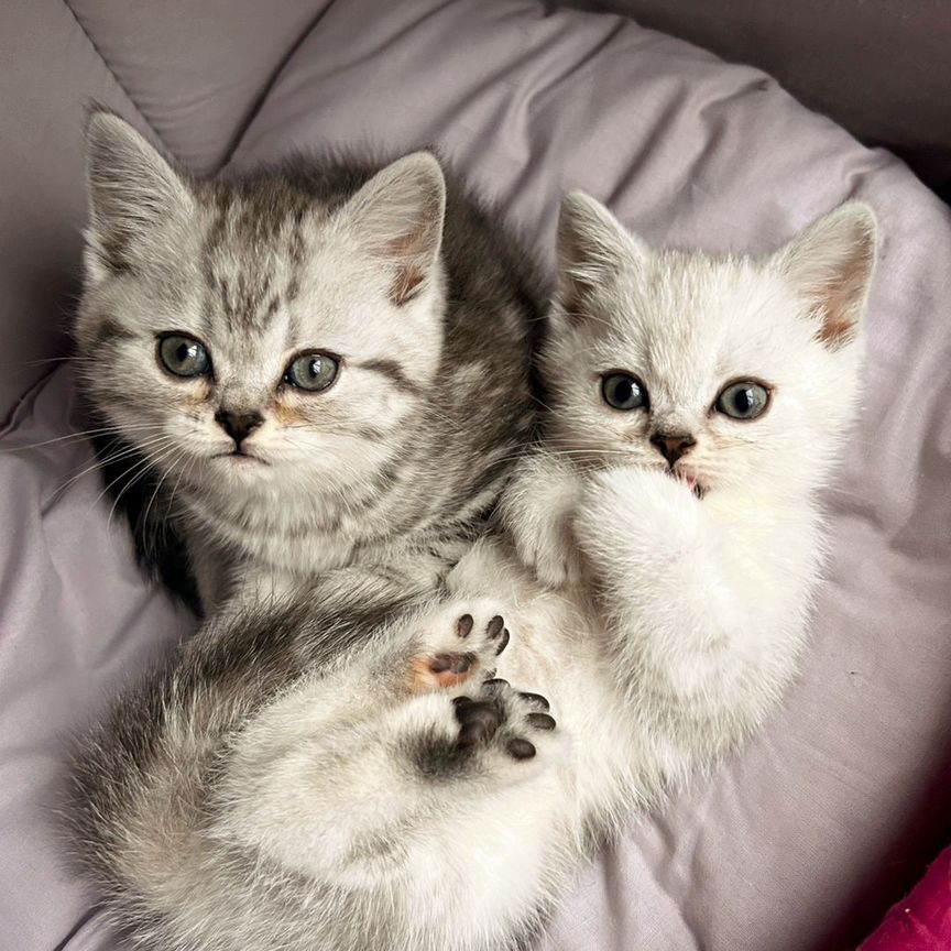 Шотландские прямоухие котята