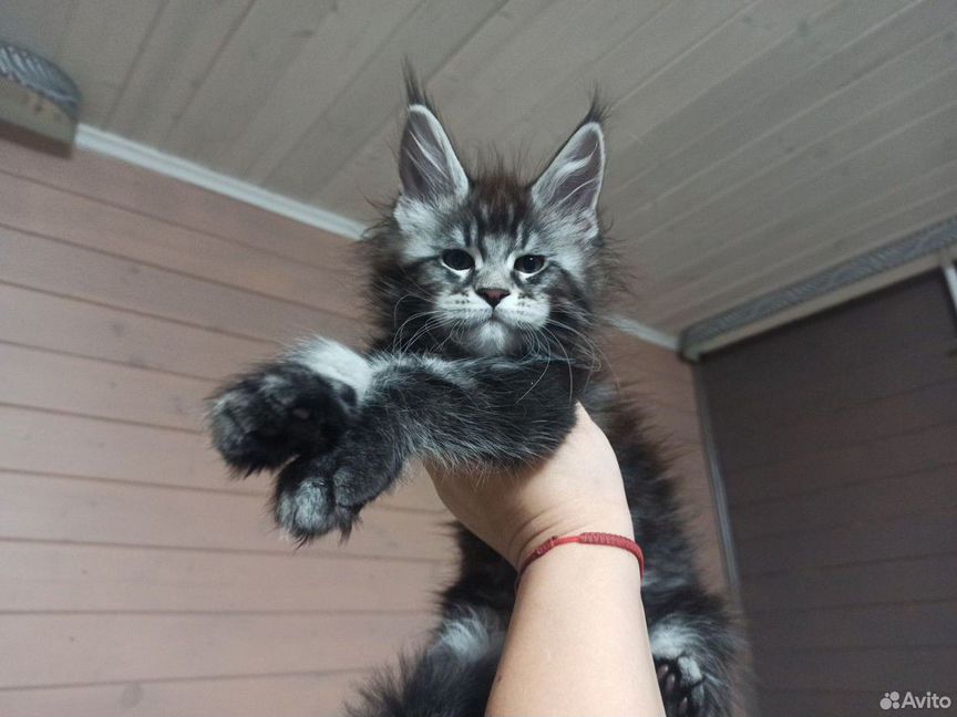 Чудесная девочка мейн-кун