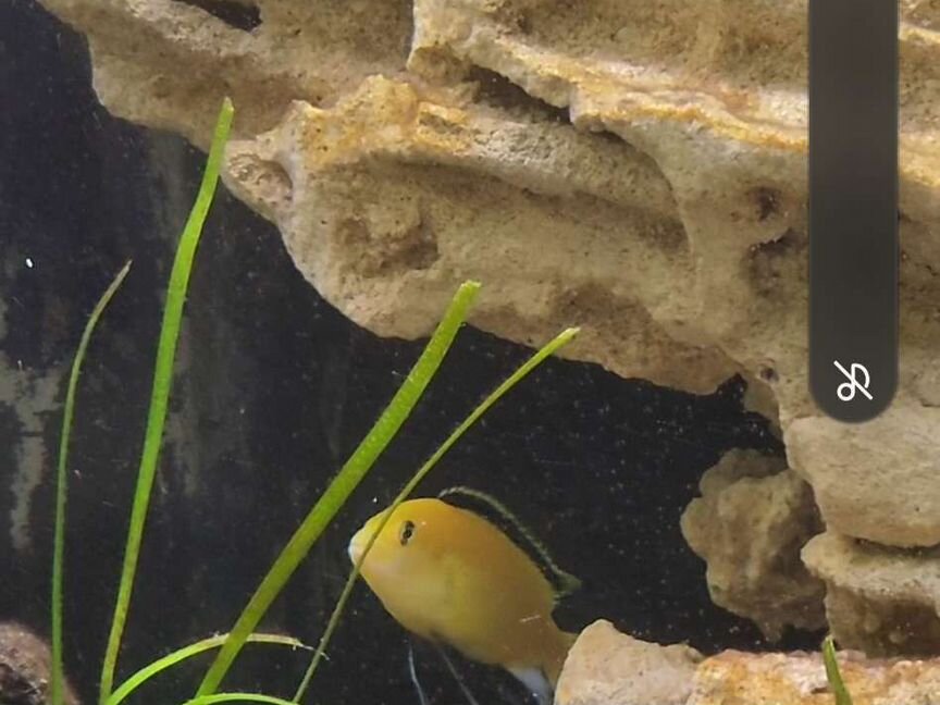 Лабидохромис Елоу