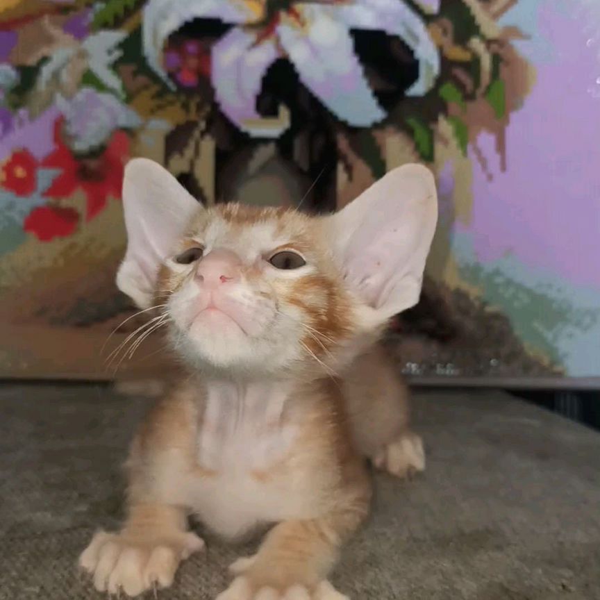 Ориентальный котенок