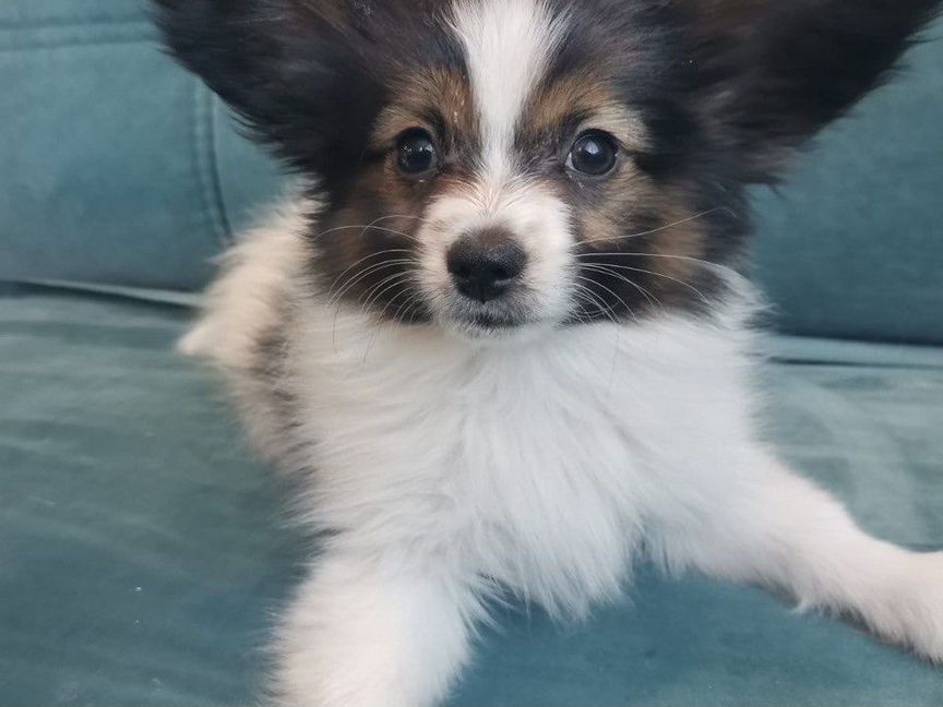 Щенки папийона