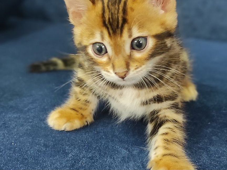 Бенгальские котята