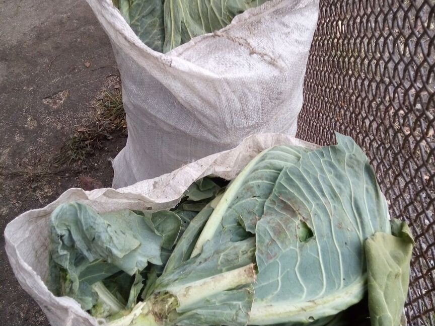 Капустные листья
