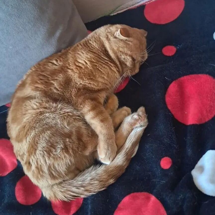 Шотландский вислоухий короткошёрстный котёнок