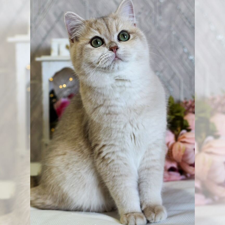 Британский короткошёрстный котёнок