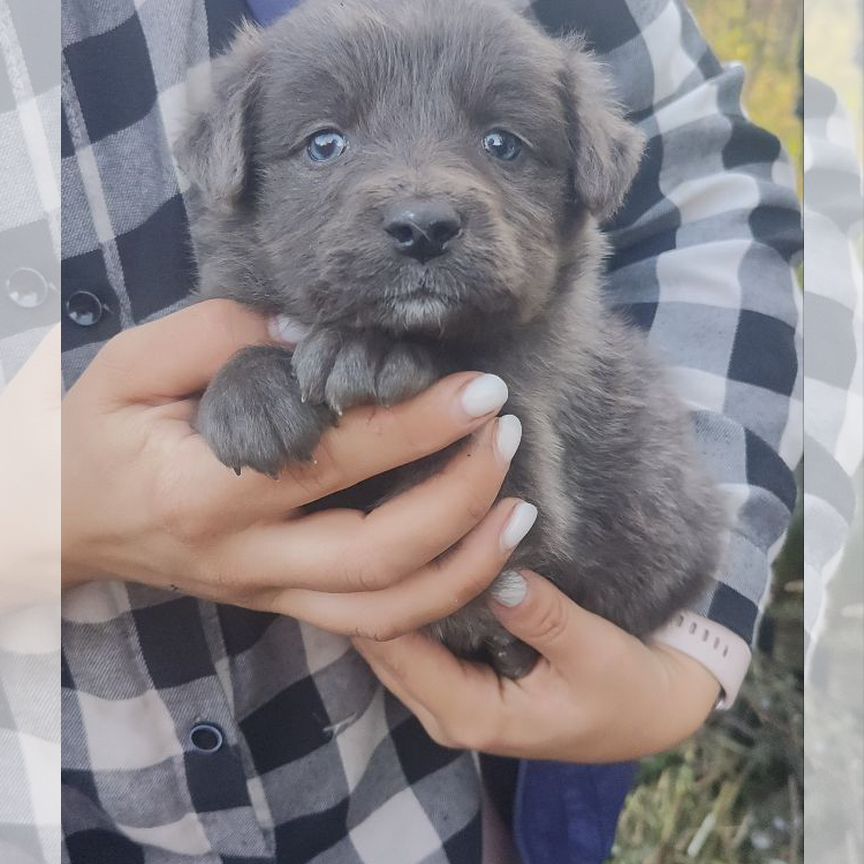 Щенок в добрые руки