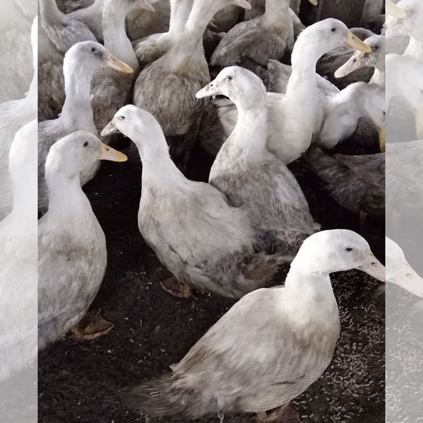 Утки Черри Велли на Забой