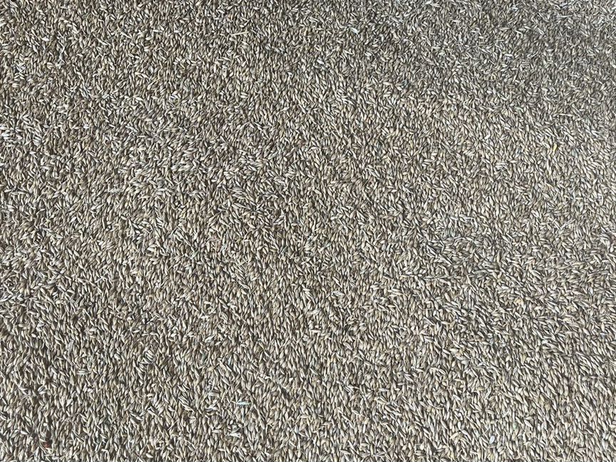 Озимый ячмень