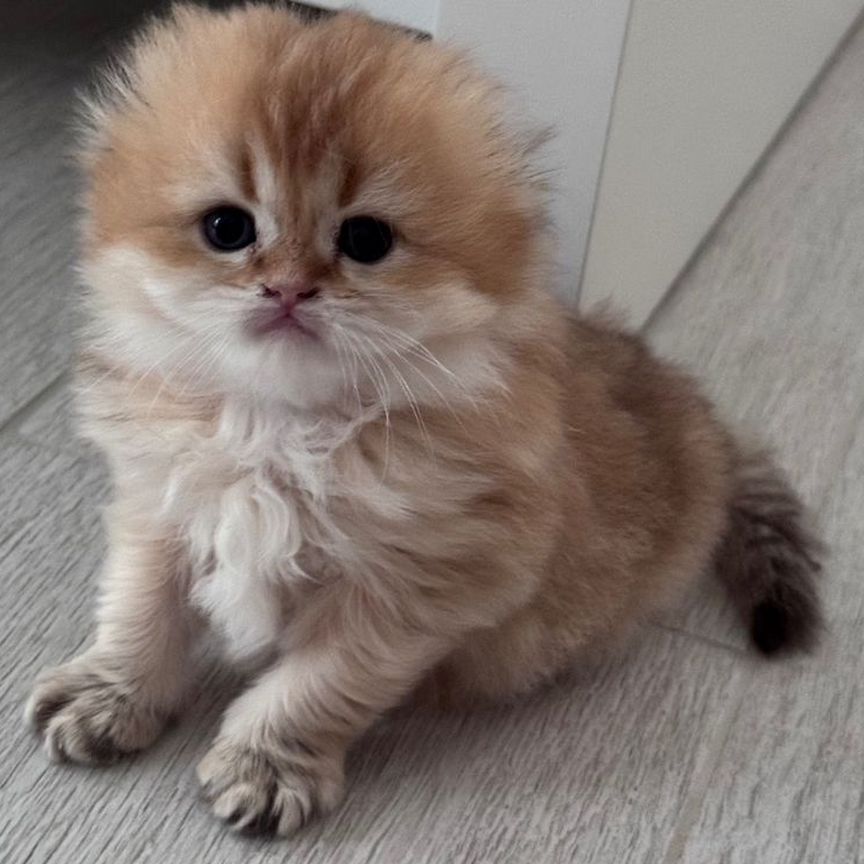 Шотландский вислоухий длинношёрстный котёнок