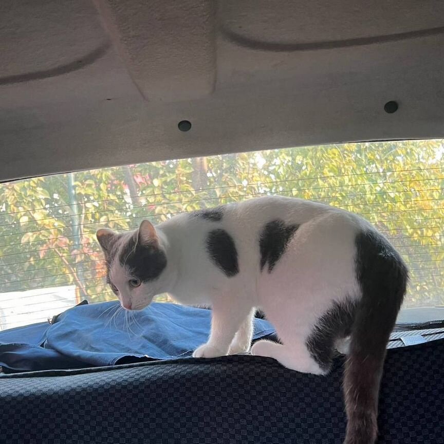 Анатолийская кошка