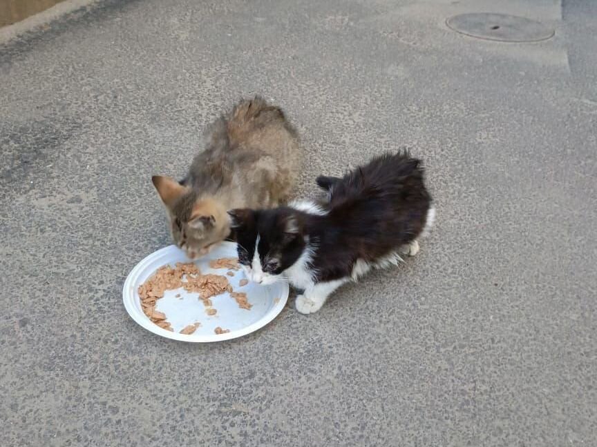 Котята голодают, нужна передержка