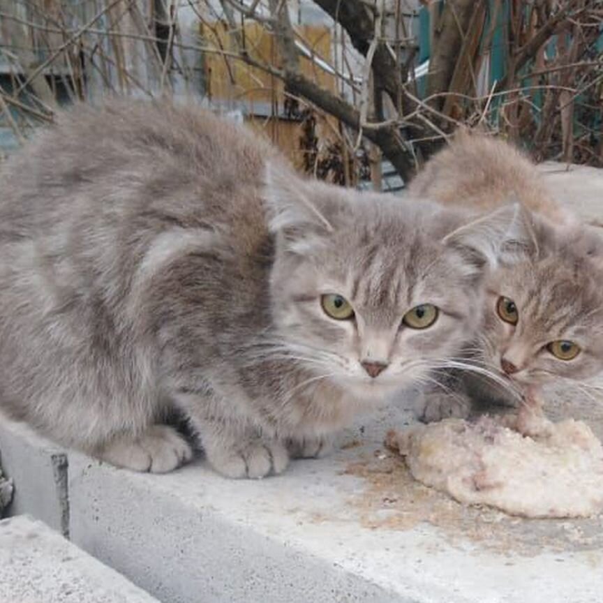 Котята выживают на улице