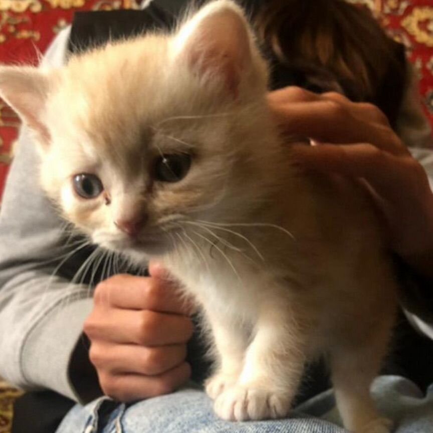 Котенок персик мальчик